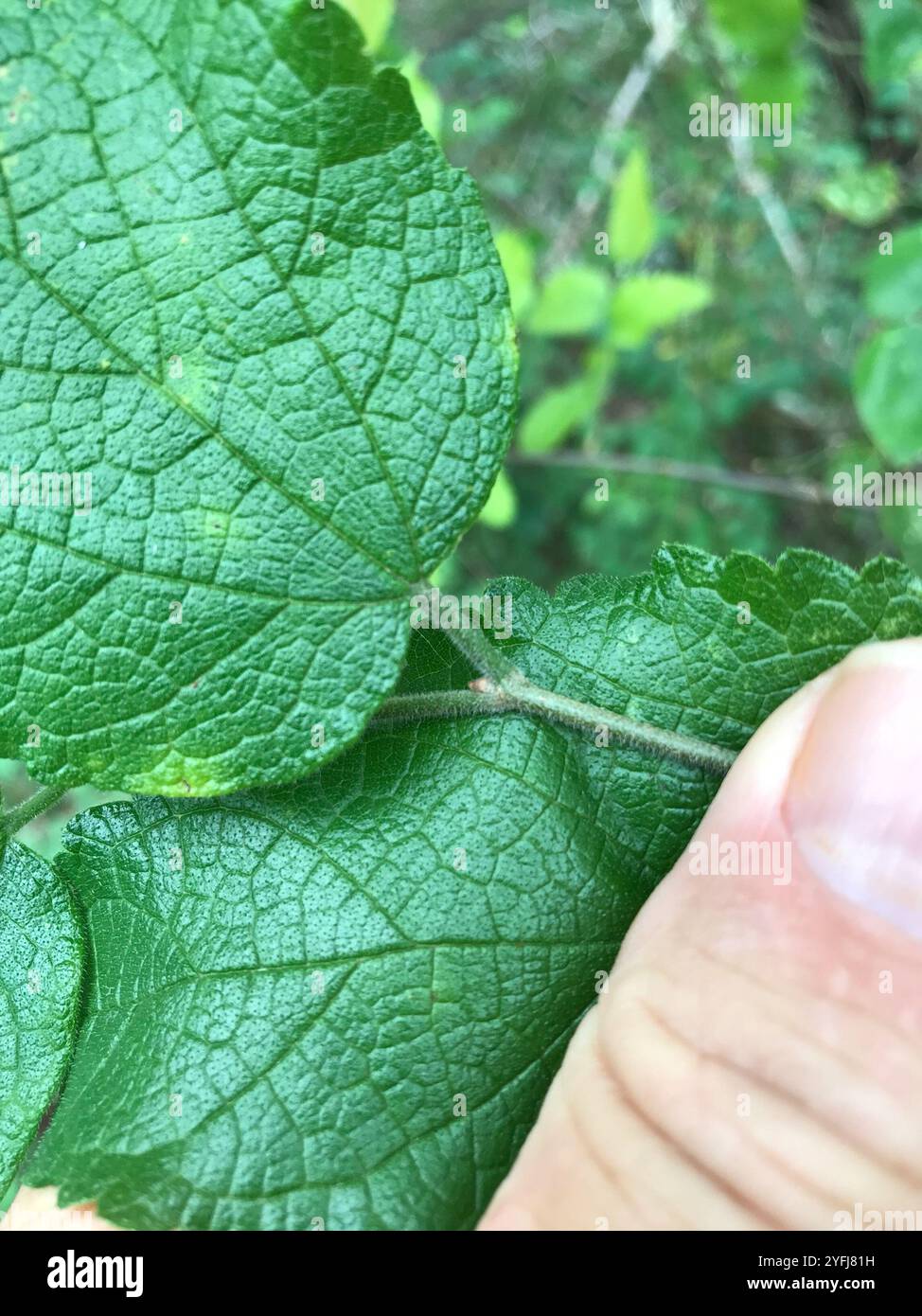 netleaf hackberry (Celtis reticulata Stock Photo - Alamy