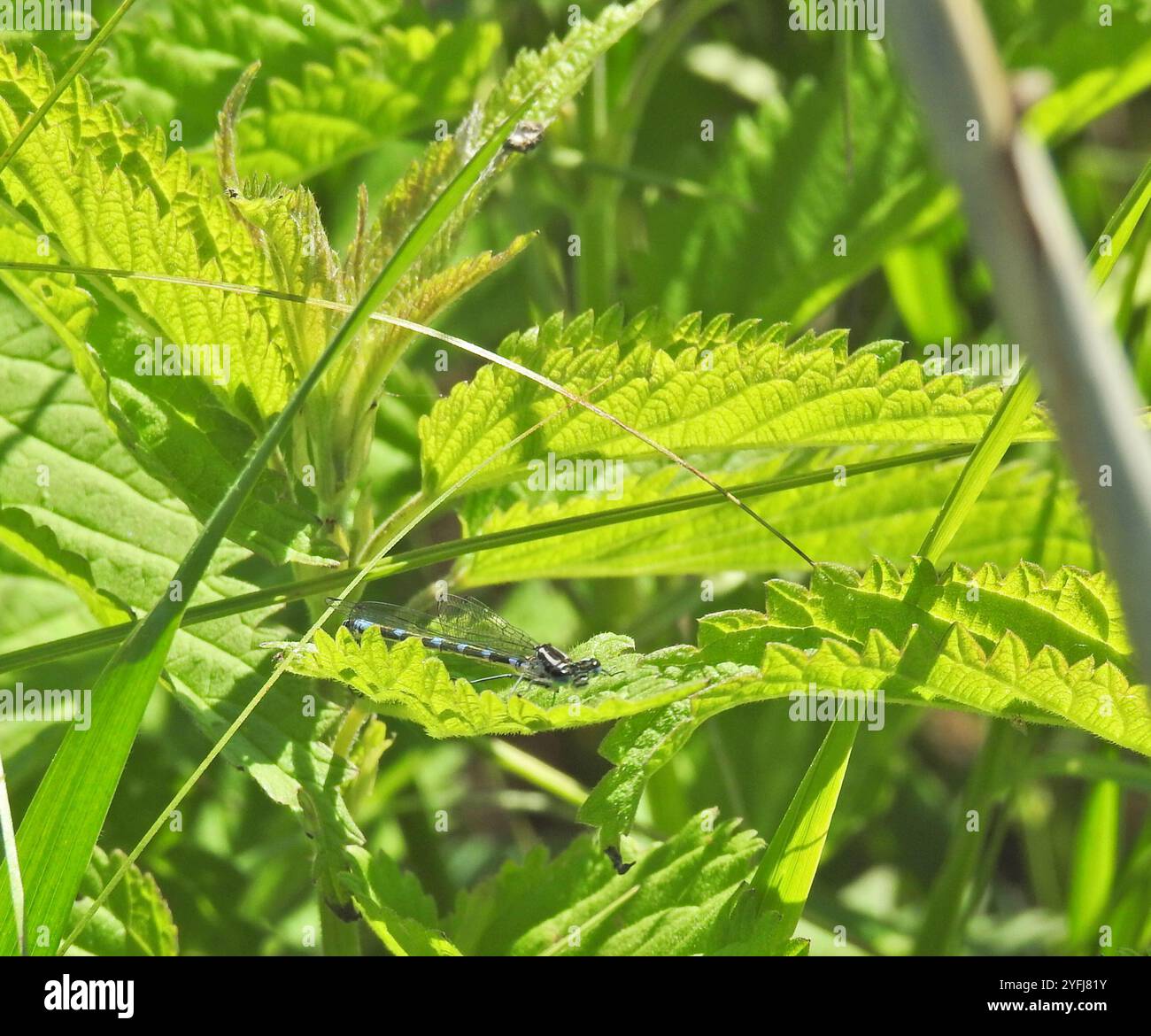 Narrow-winged Damselflies (Coenagrionidae Stock Photo - Alamy