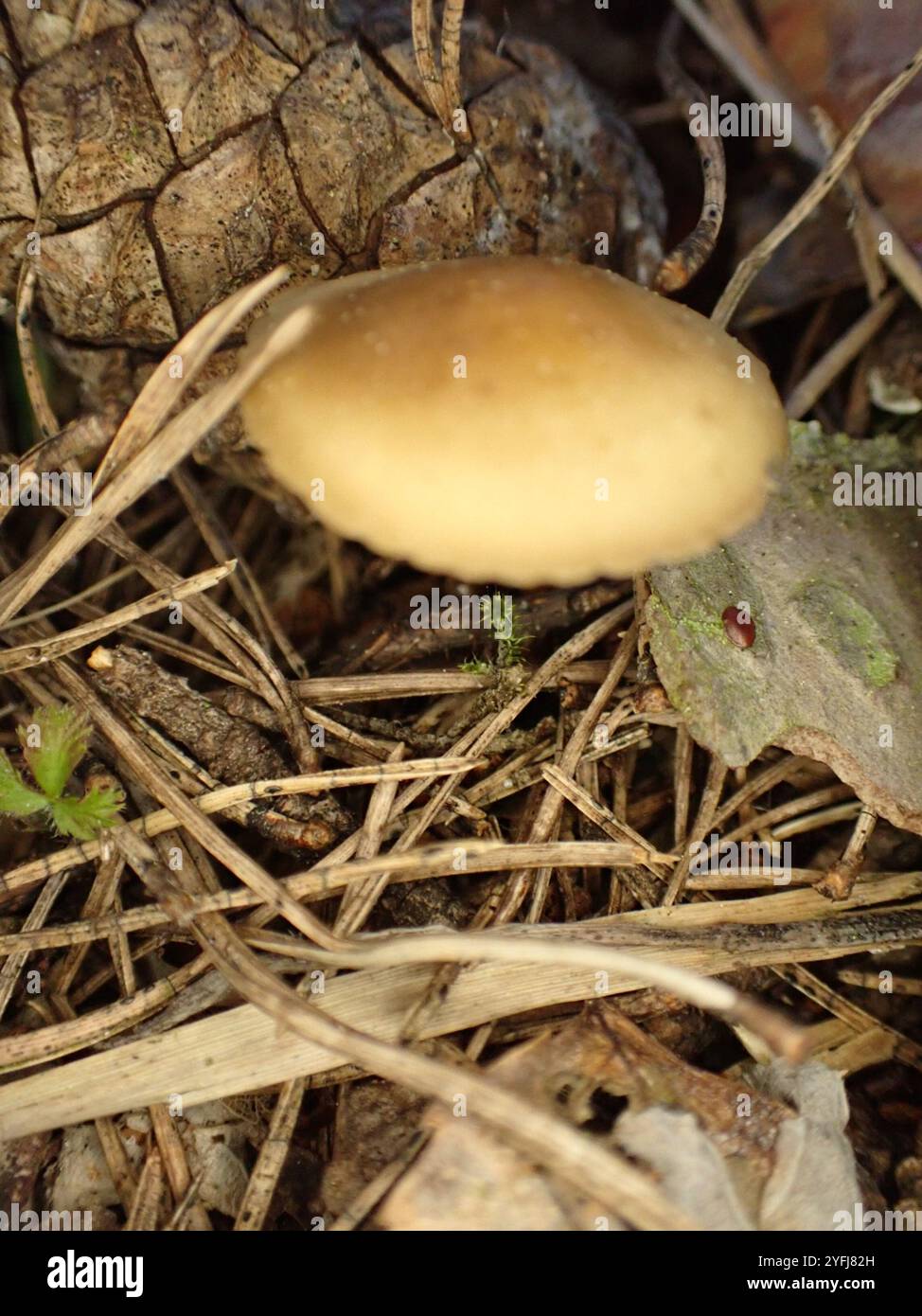 Oak-loving Gymnopus (Gymnopus dryophilus Stock Photo - Alamy