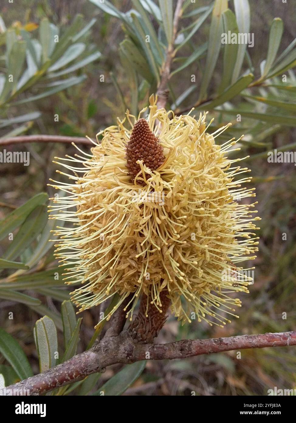 Silver Banksia (Banksia marginata Stock Photo - Alamy
