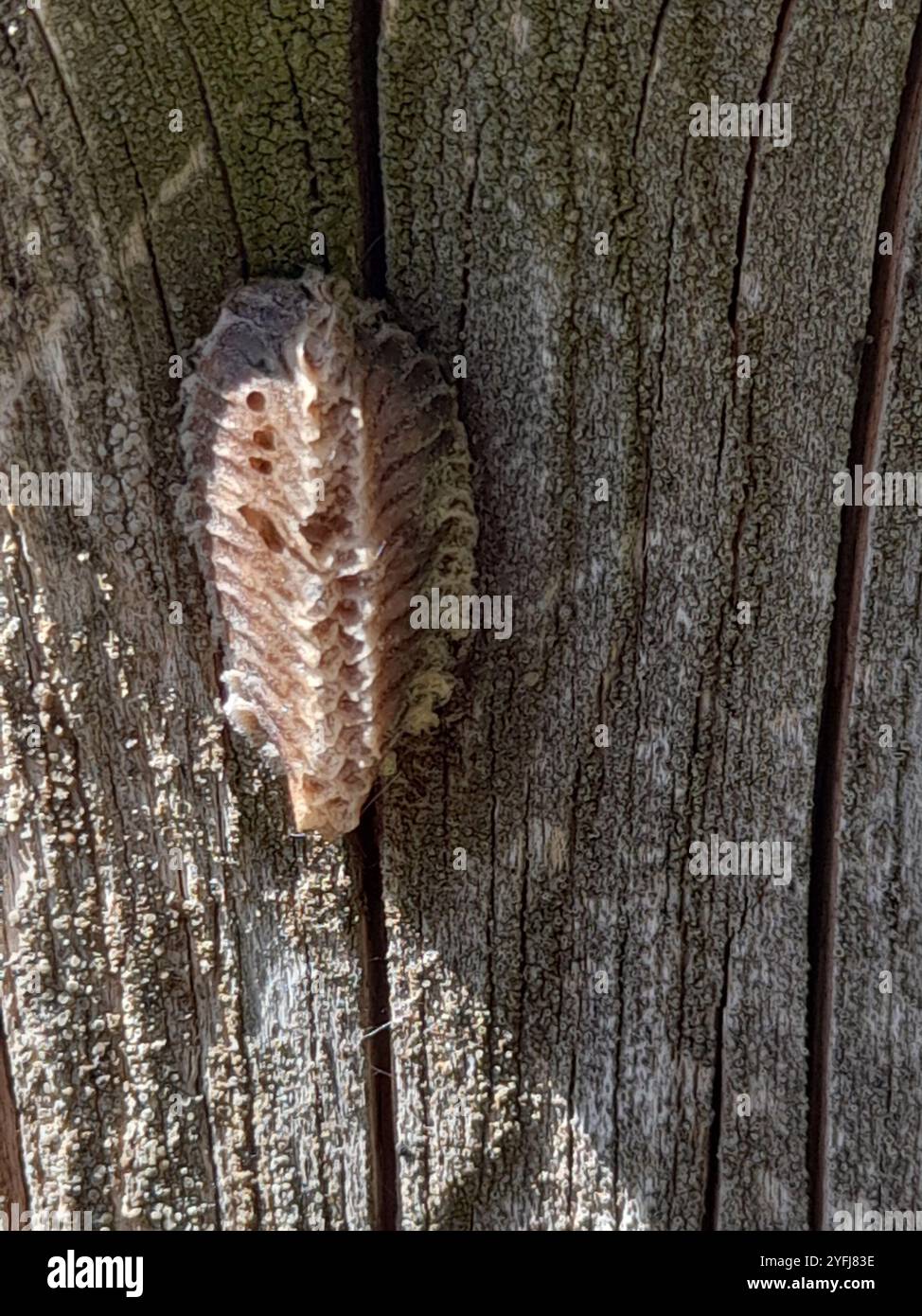 Mediterranean Mantis (Iris oratoria Stock Photo - Alamy
