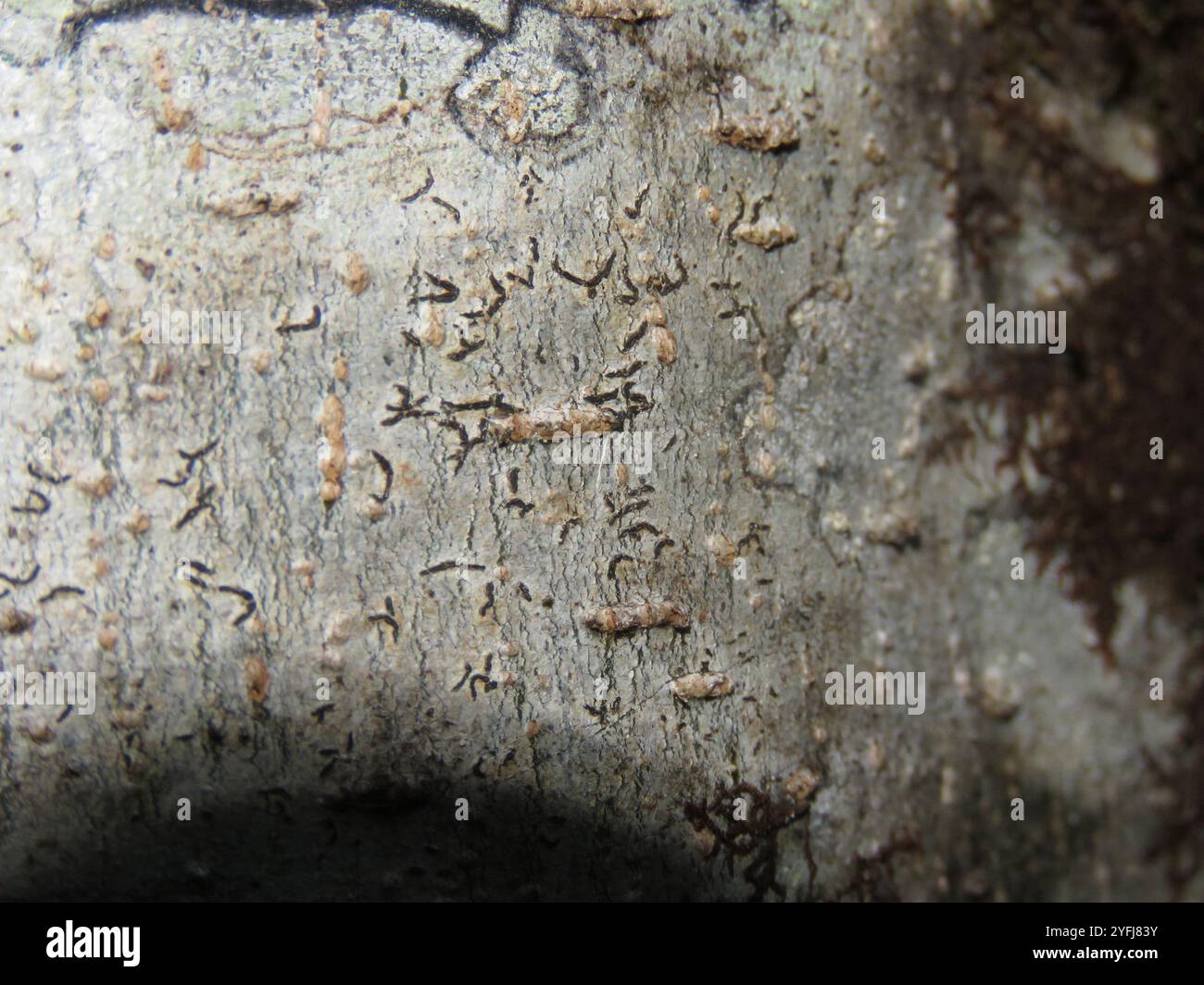 Common Script Lichen (Graphis scripta Stock Photo - Alamy