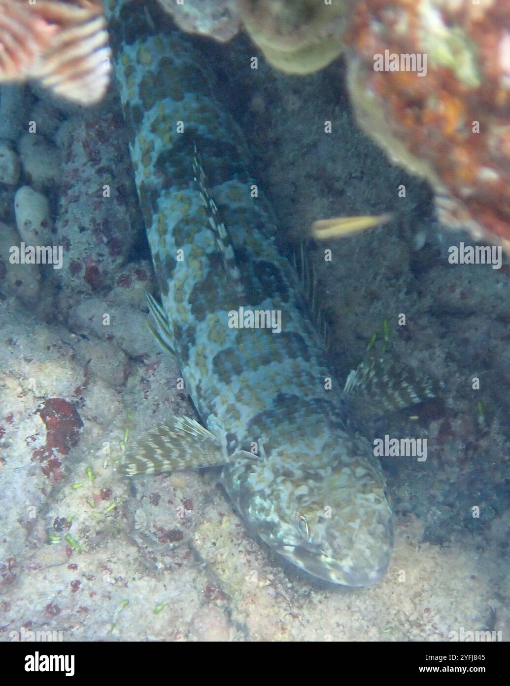 Sand Diver (Synodus intermedius Stock Photo - Alamy