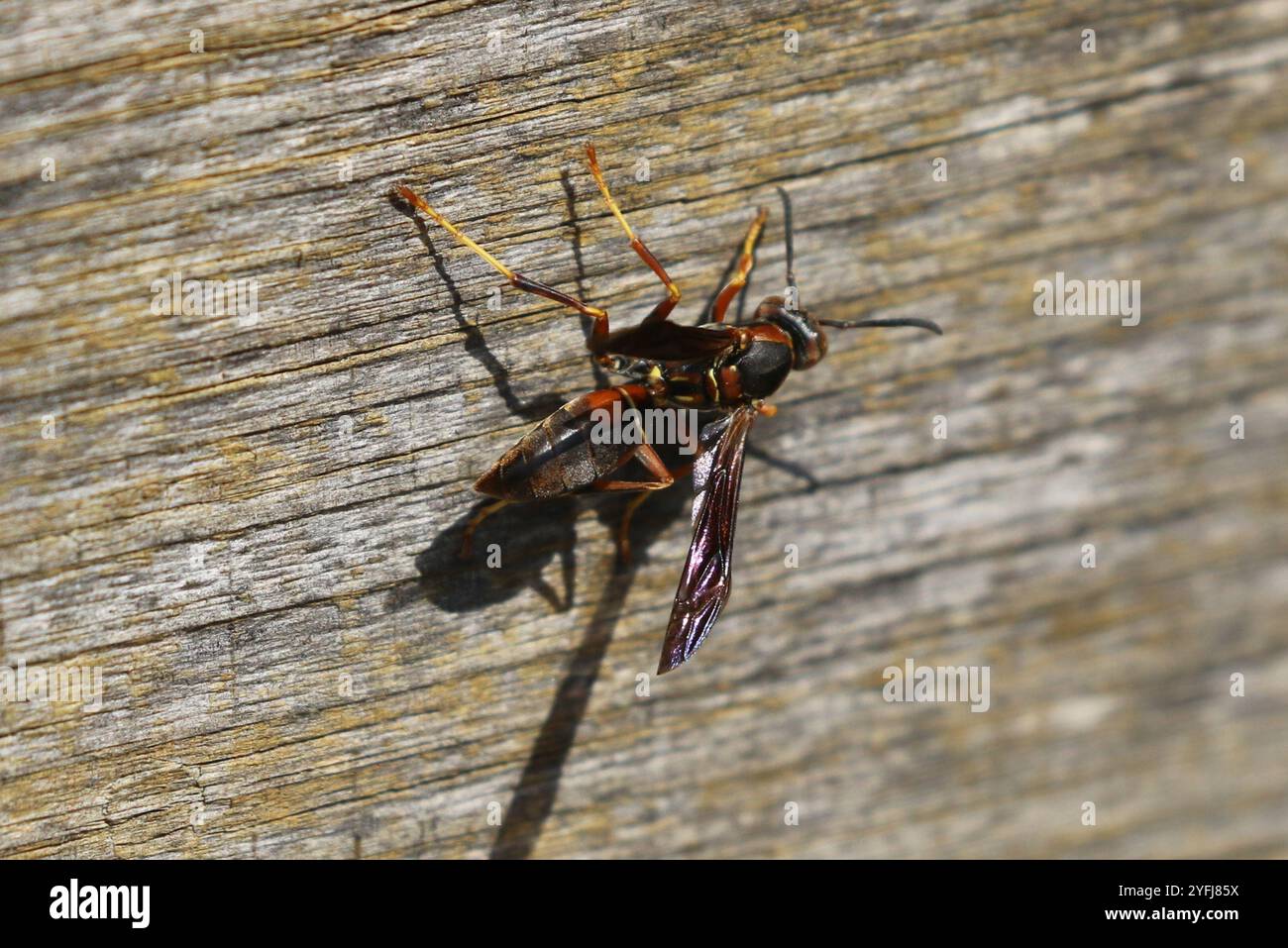 Northern Paper Wasp (Polistes fuscatus Stock Photo - Alamy