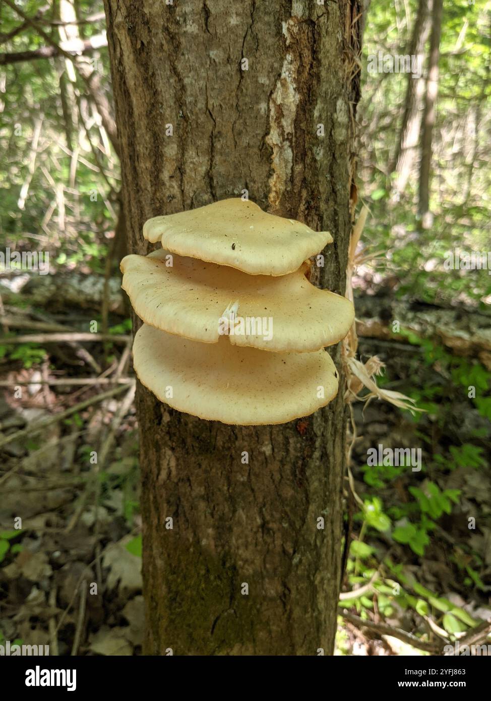 aspen oyster mushroom (Pleurotus populinus Stock Photo - Alamy