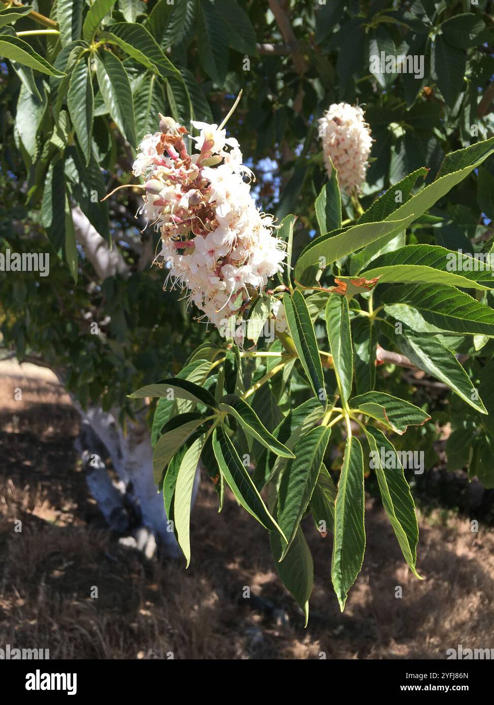 California buckeye (Aesculus californica Stock Photo - Alamy