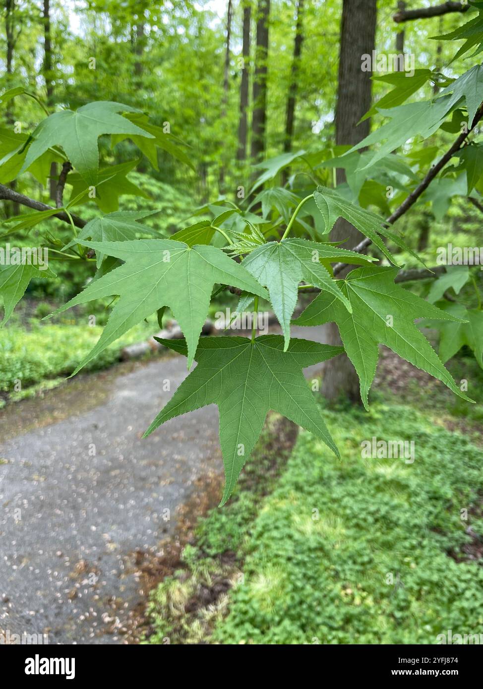 American sweetgum (Liquidambar styraciflua Stock Photo - Alamy