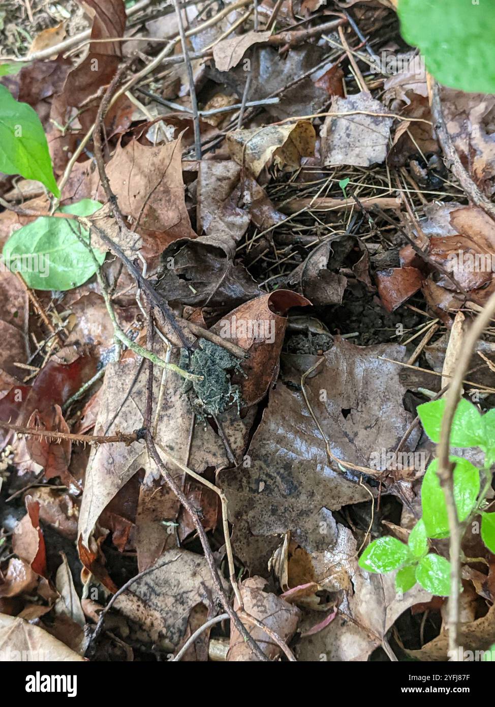Northern Cricket Frog (Acris crepitans Stock Photo - Alamy