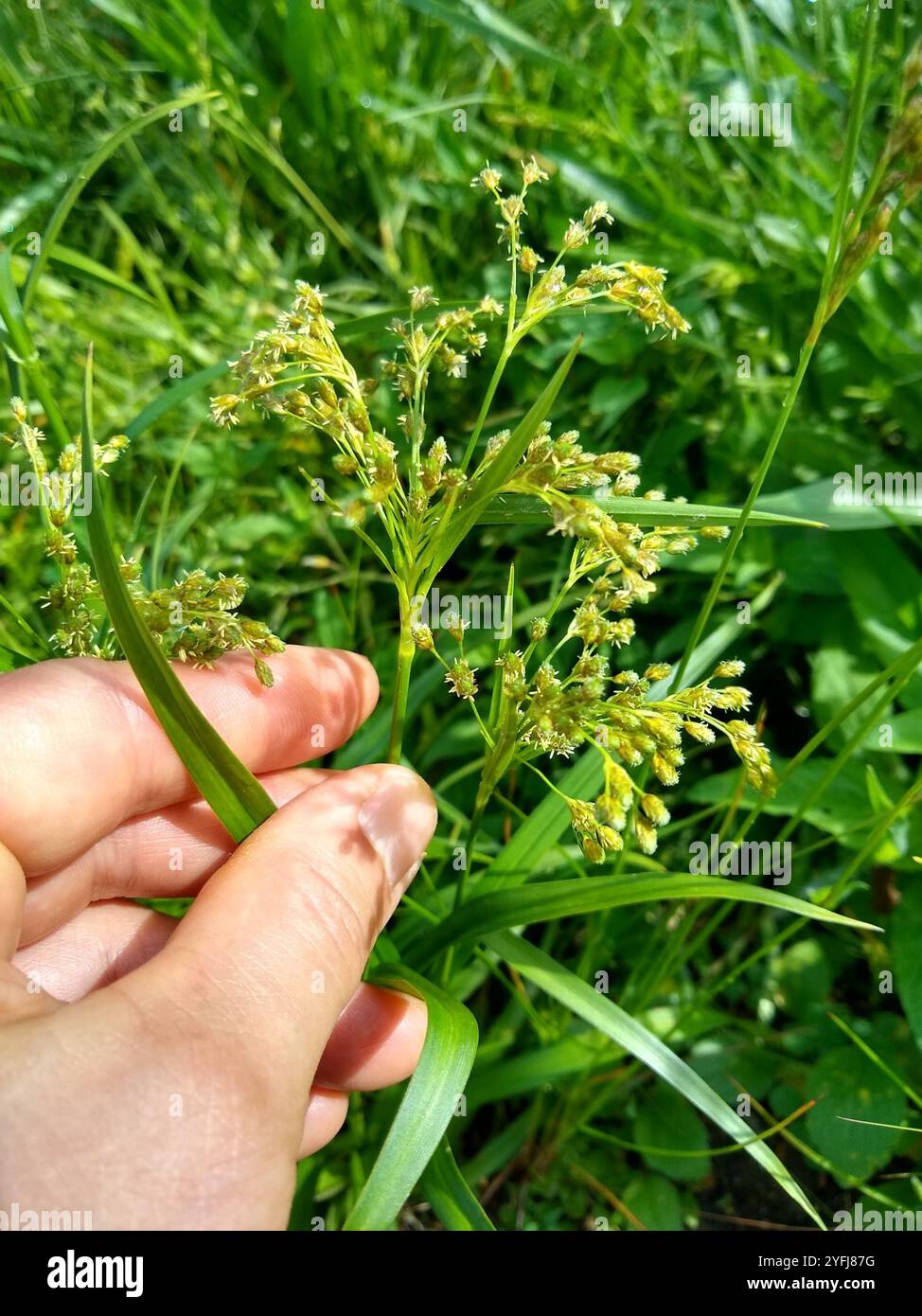 nodding bulrush (Scirpus pendulus Stock Photo - Alamy