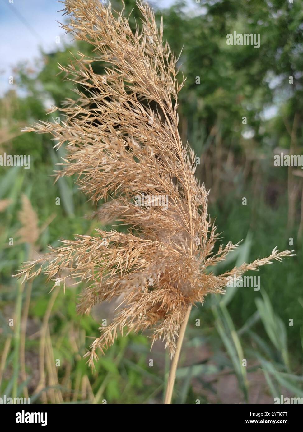 common reed (Phragmites australis Stock Photo - Alamy