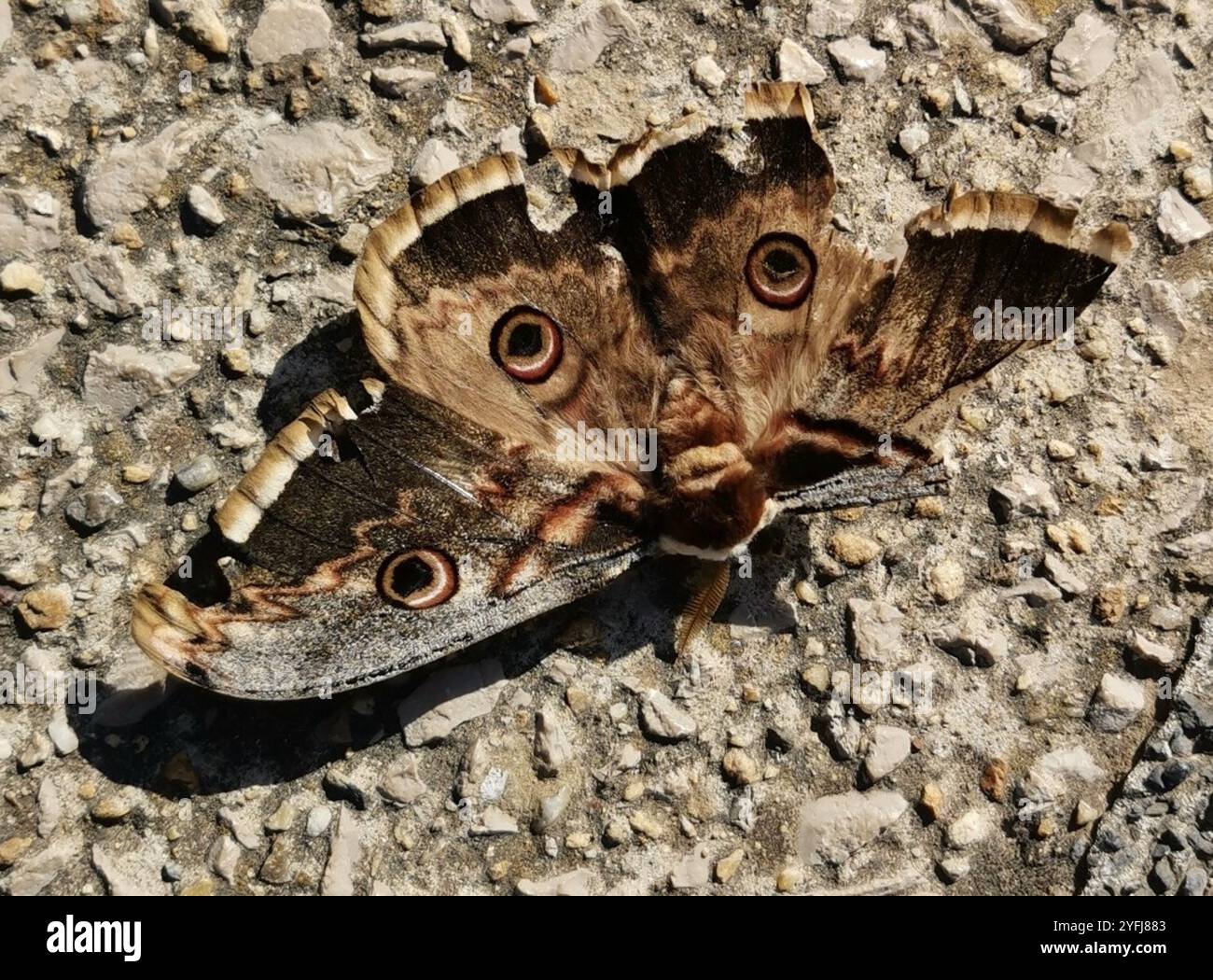 Giant Peacock Moth (Saturnia pyri Stock Photo - Alamy