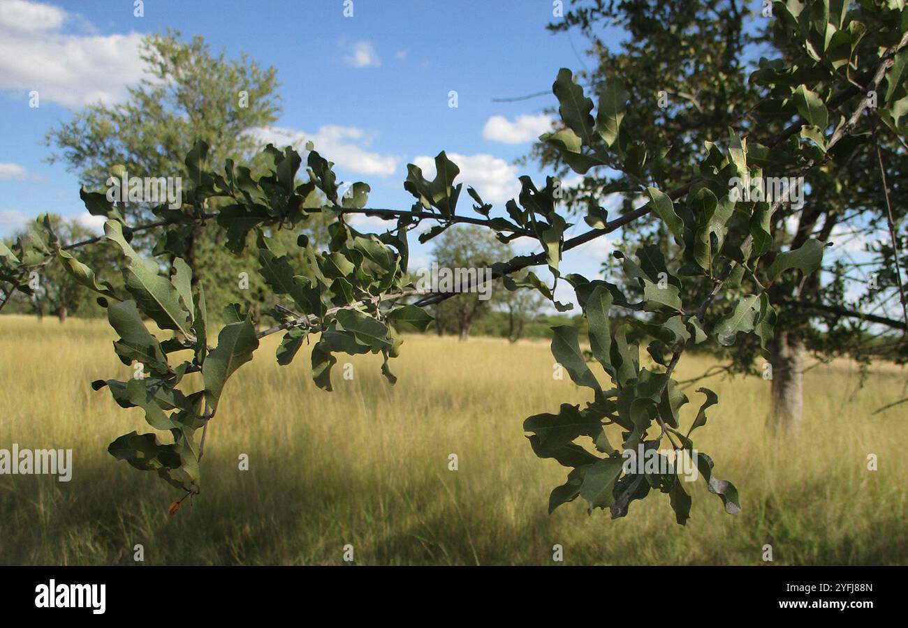 Leadwood (Combretum imberbe Stock Photo - Alamy