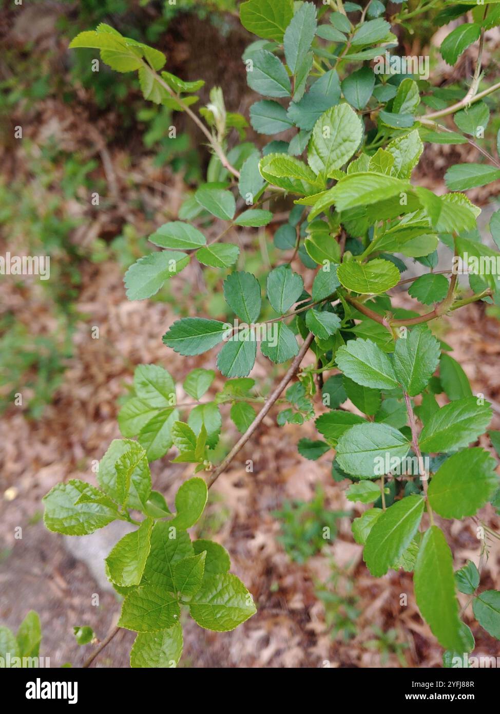multiflora rose (Rosa multiflora Stock Photo - Alamy