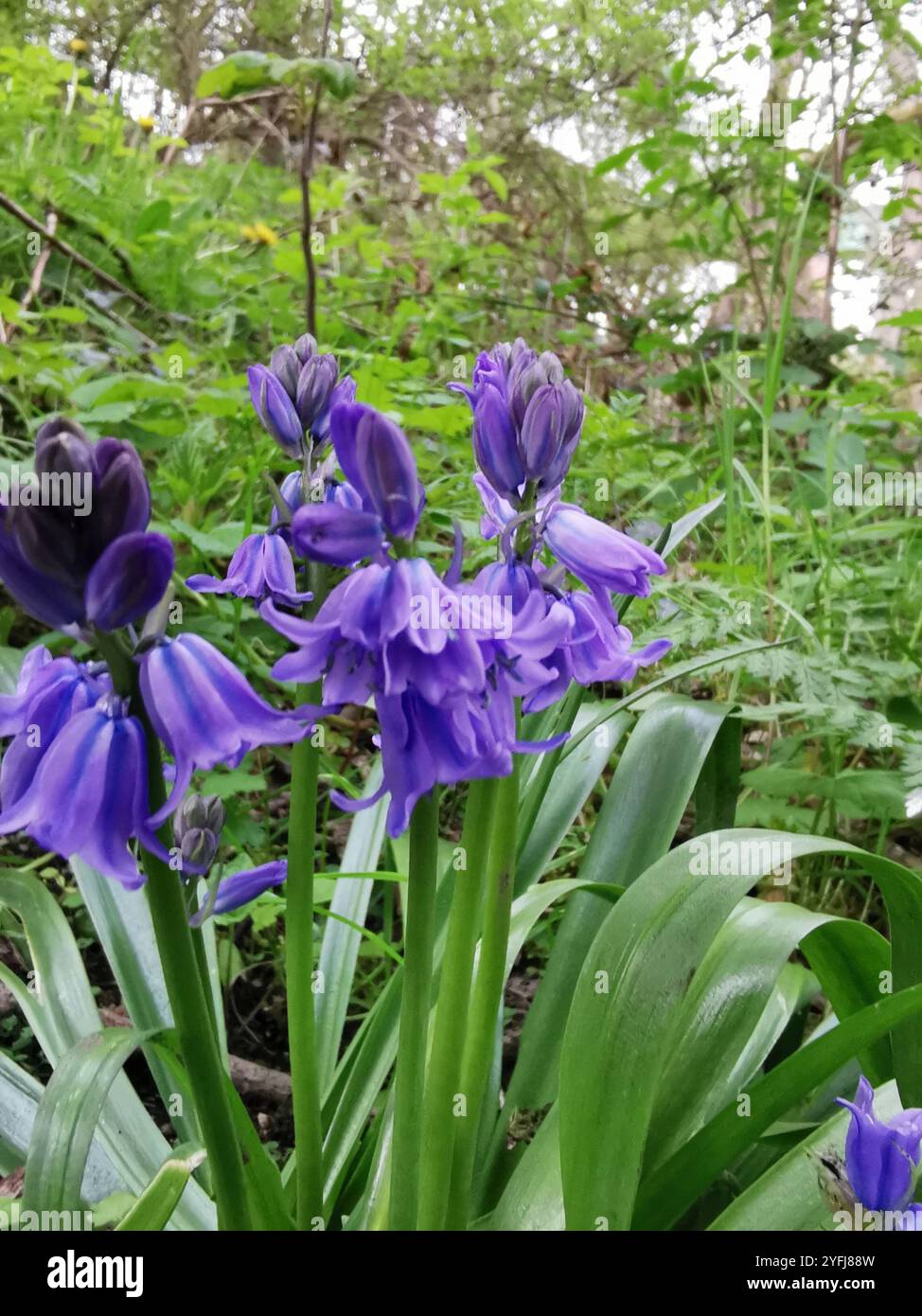 Spanish Bluebell (Hyacinthoides hispanica Stock Photo - Alamy