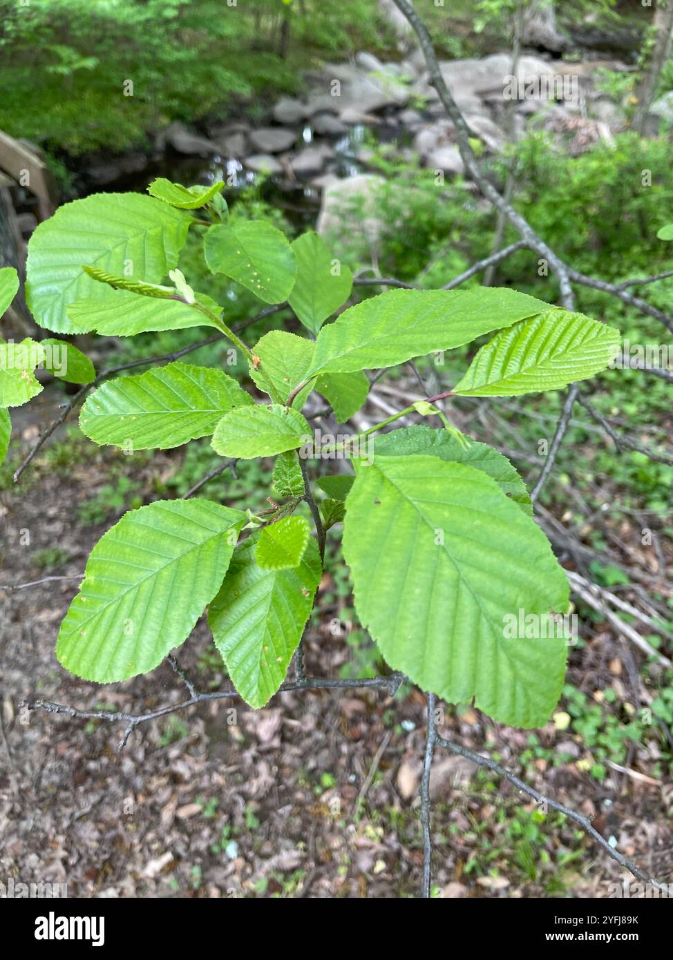 smooth alder (Alnus serrulata Stock Photo - Alamy