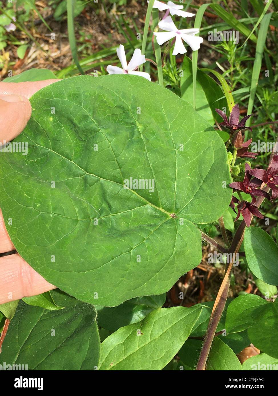 Matelea carolinensis hi-res stock photography and images - Alamy