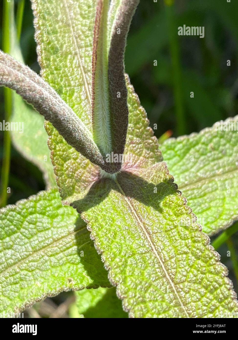 common boneset (Eupatorium perfoliatum Stock Photo - Alamy