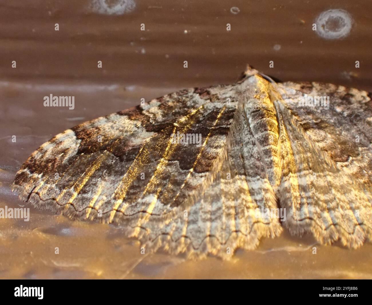 Tissue Moth (Triphosa haesitata Stock Photo - Alamy