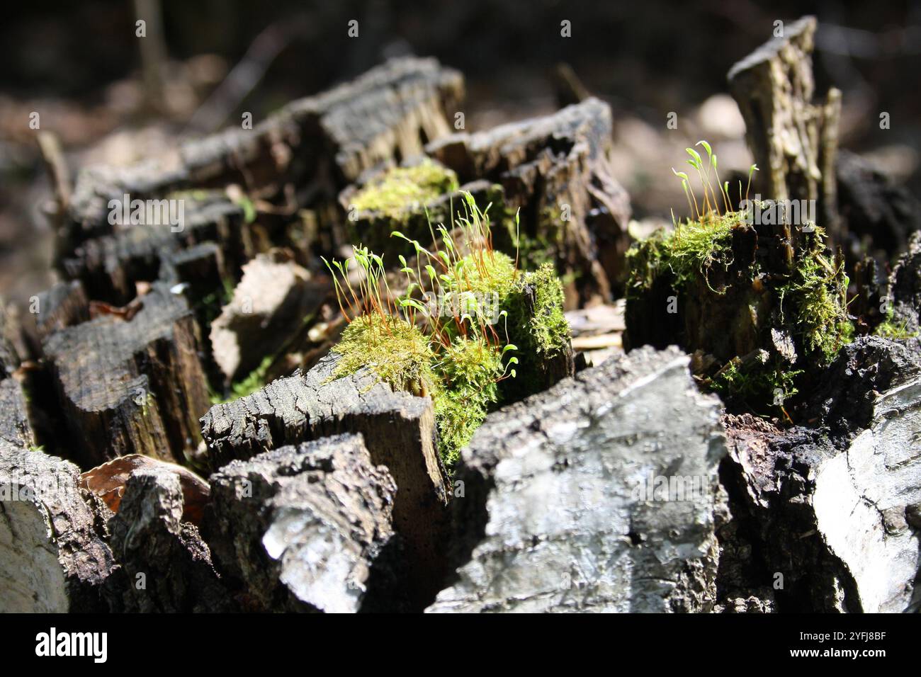 creeping feather-moss (Amblystegium serpens Stock Photo - Alamy