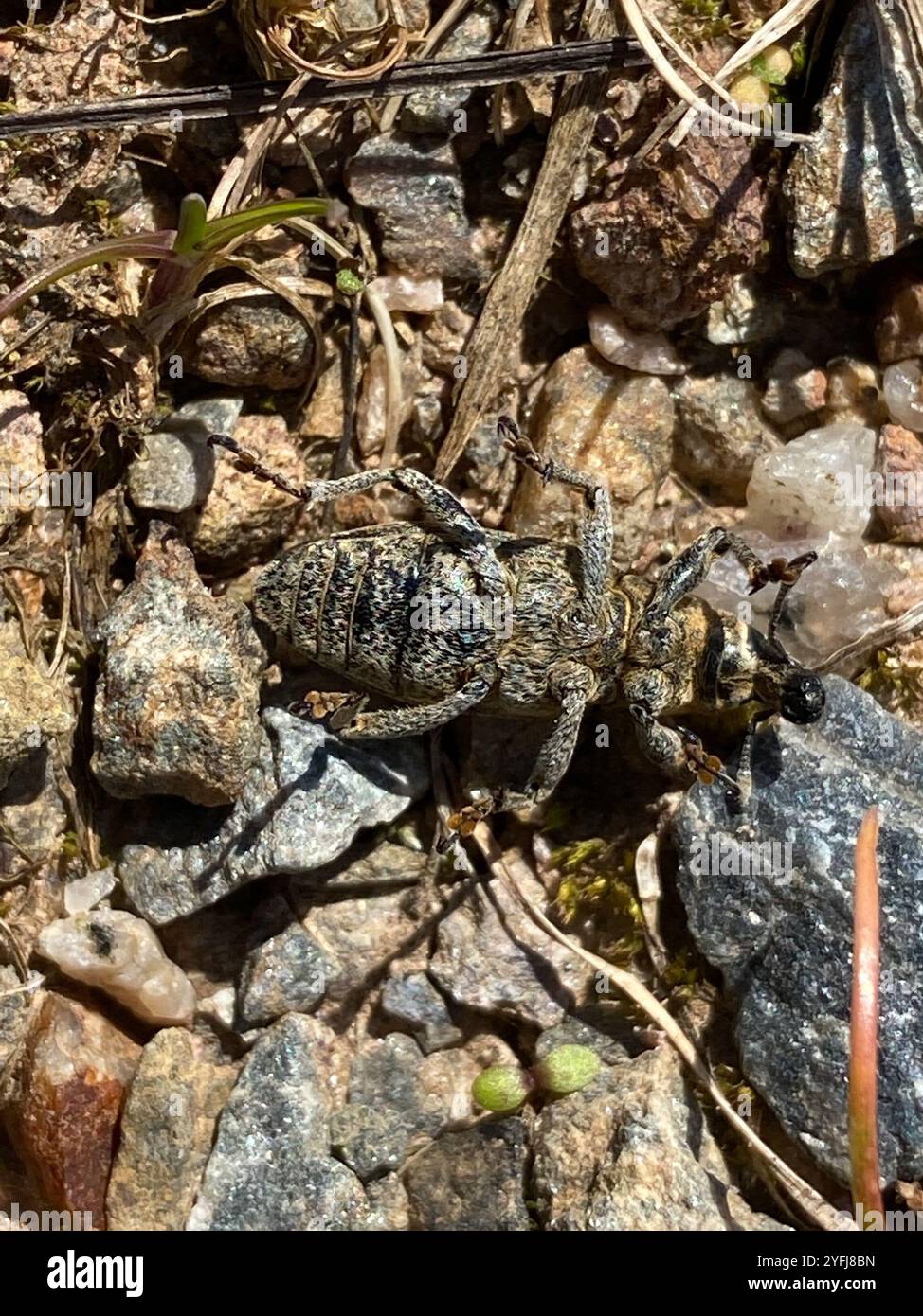 Cleonis hi-res stock photography and images - Alamy