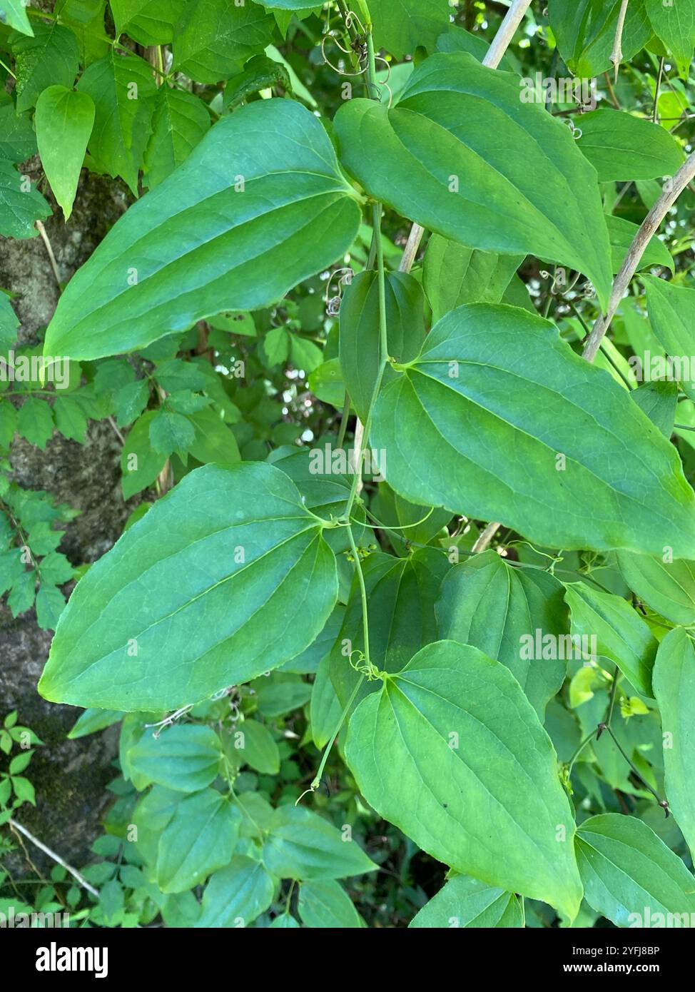 bristly greenbrier (Smilax tamnoides Stock Photo - Alamy