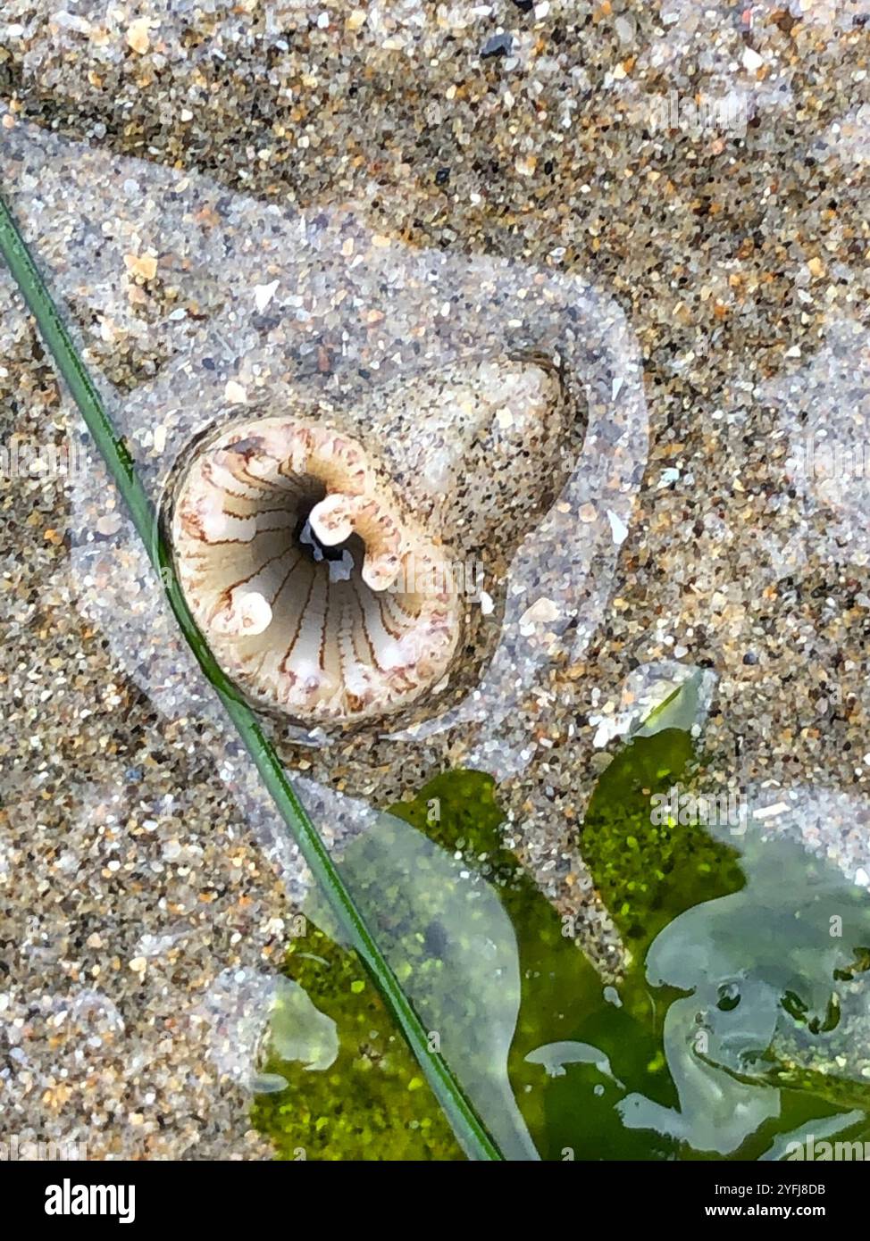 Rough piddock hi-res stock photography and images - Alamy