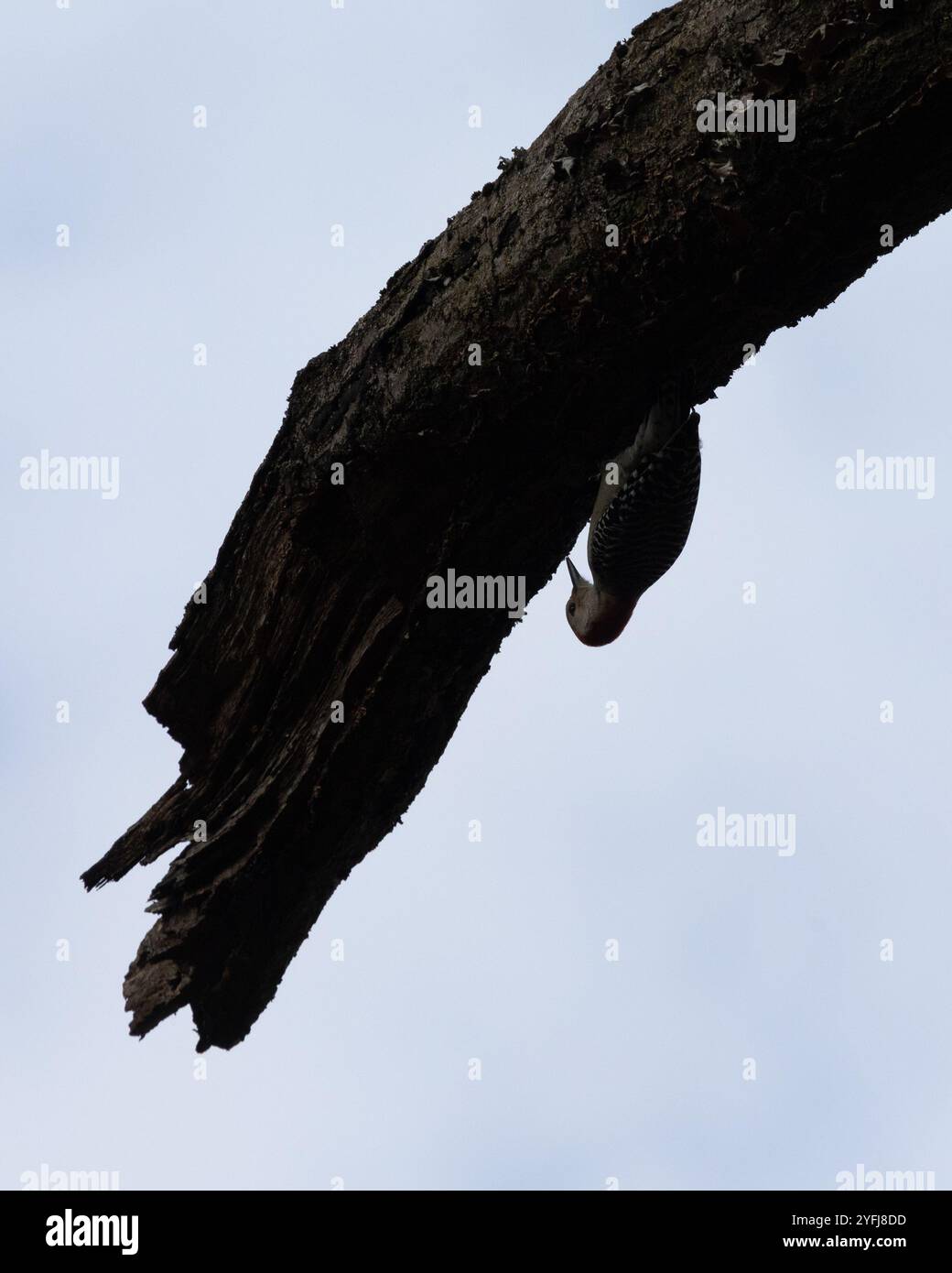 A red bellied woodpecker stands upside down on a dead tree branch ...