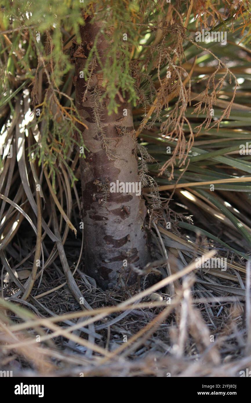 Tecate cypress (Hesperocyparis forbesii Stock Photo - Alamy
