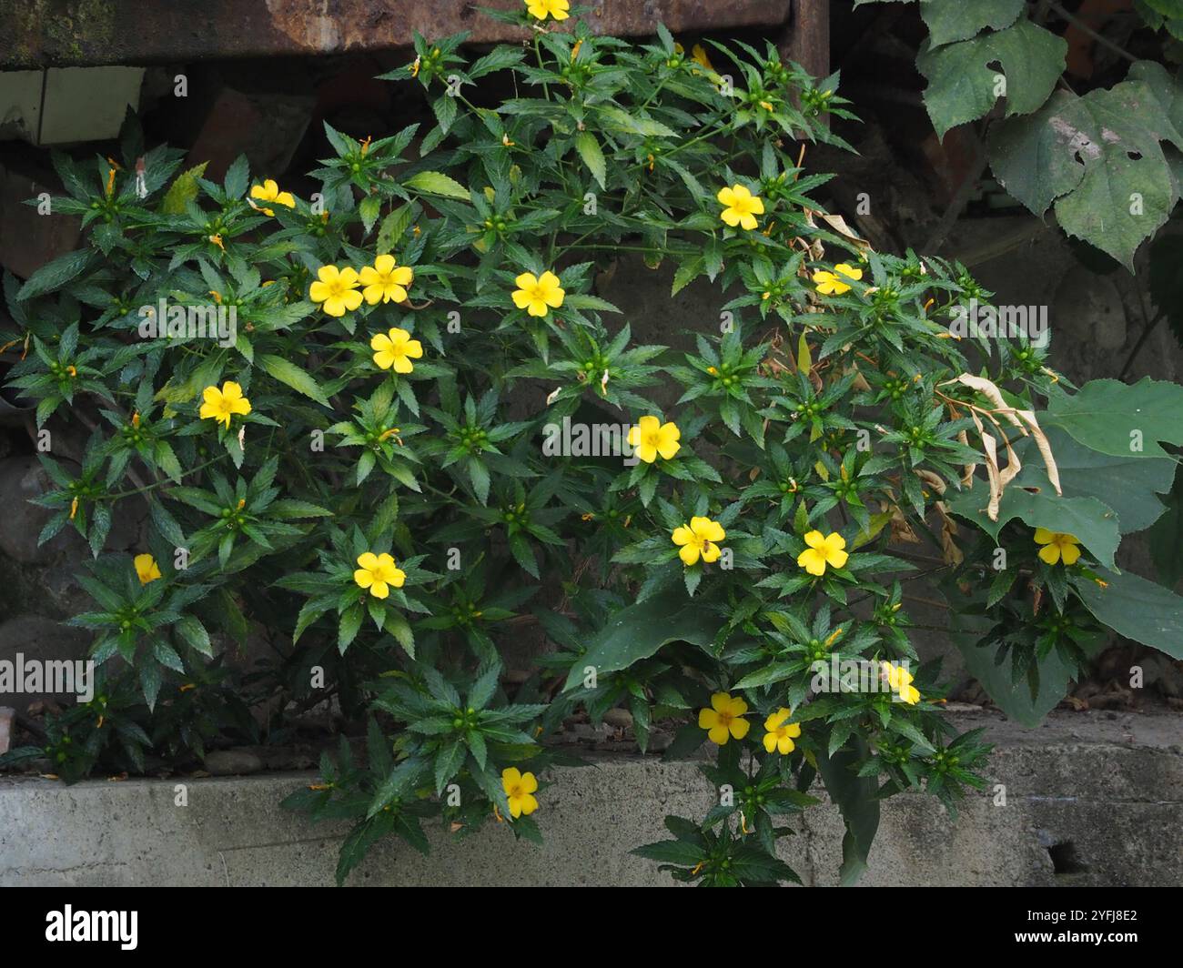 Yellow alder (Turnera ulmifolia Stock Photo - Alamy