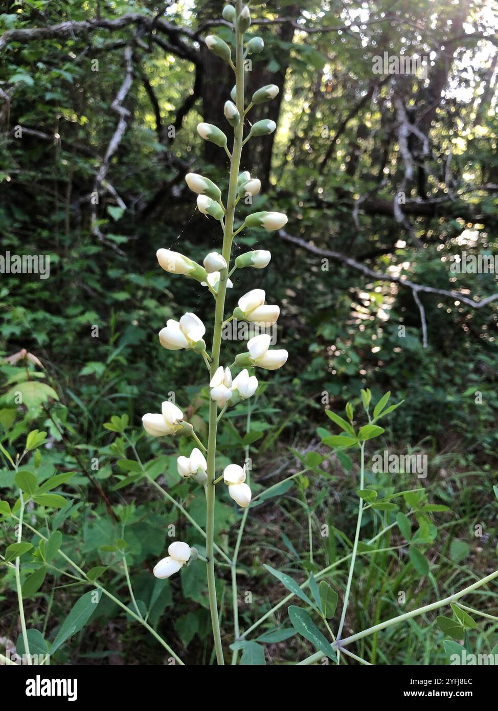 thin-pod white wild indigo (Baptisia alba macrophylla Stock Photo - Alamy