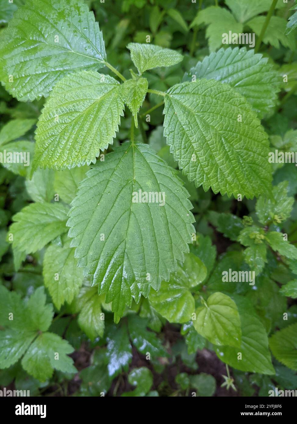 wood nettle (Laportea canadensis Stock Photo - Alamy