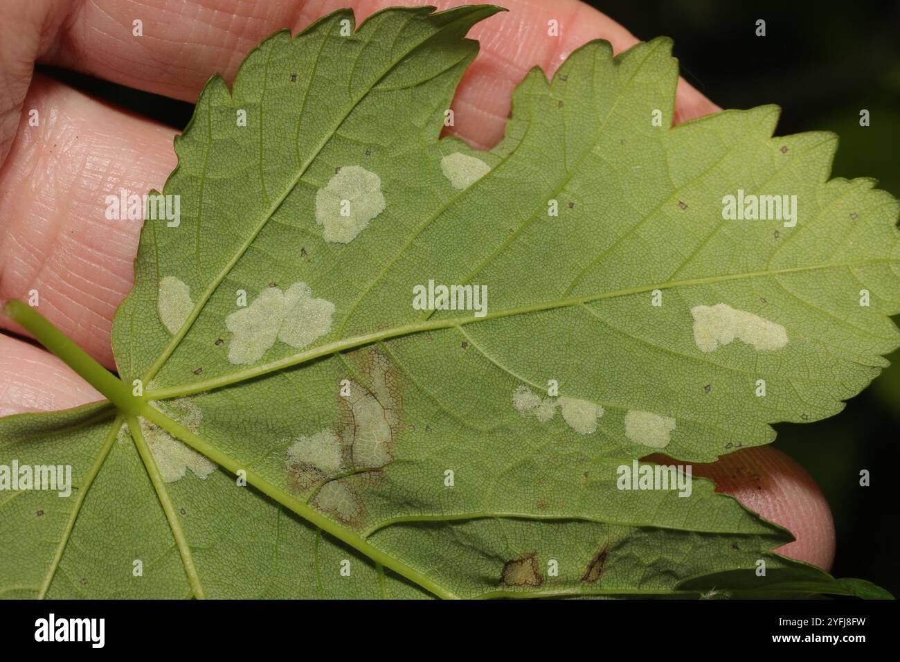 Sycamore Felt Gall Mite (Aceria pseudoplatani Stock Photo - Alamy