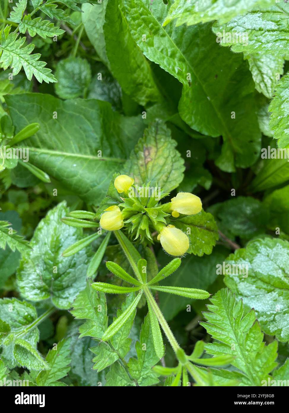 Variegated Yellow Archangel (Lamium galeobdolon argentatum Stock Photo ...