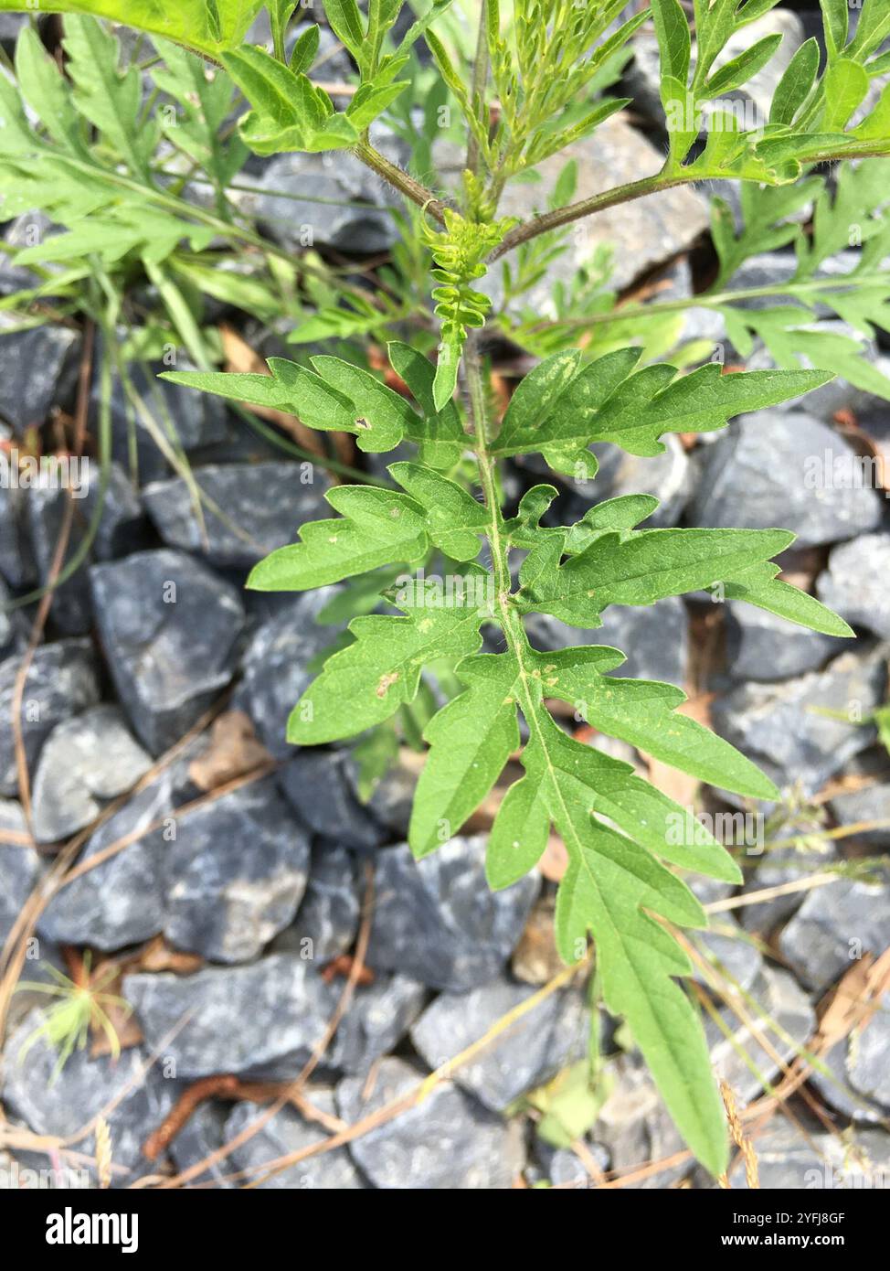 common ragweed (Ambrosia artemisiifolia Stock Photo - Alamy