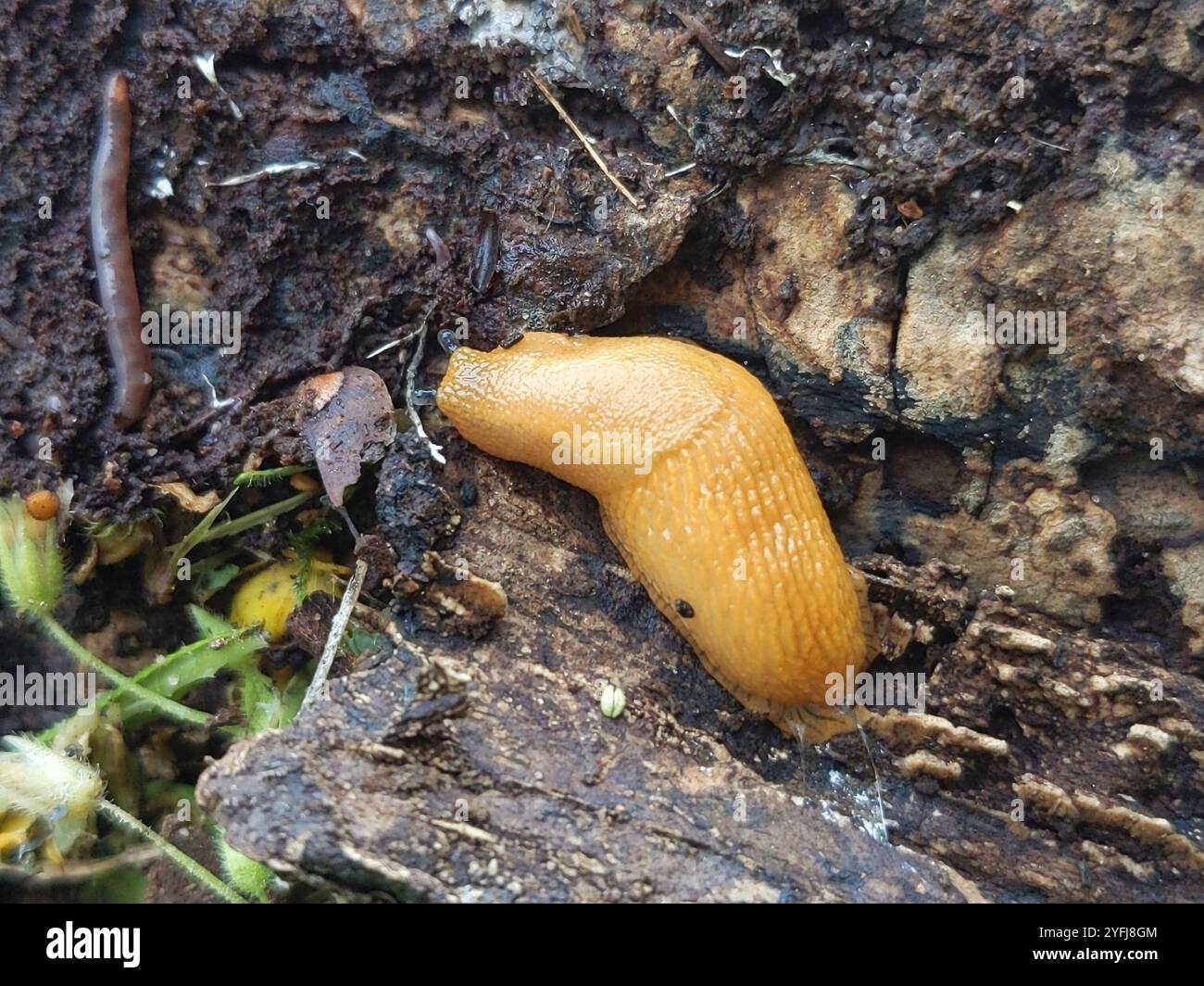 Arion Slugs (Arion Stock Photo - Alamy
