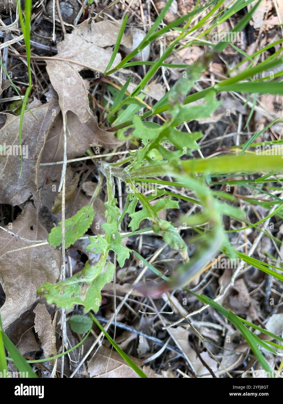 balsam ragwort (Packera paupercula Stock Photo - Alamy