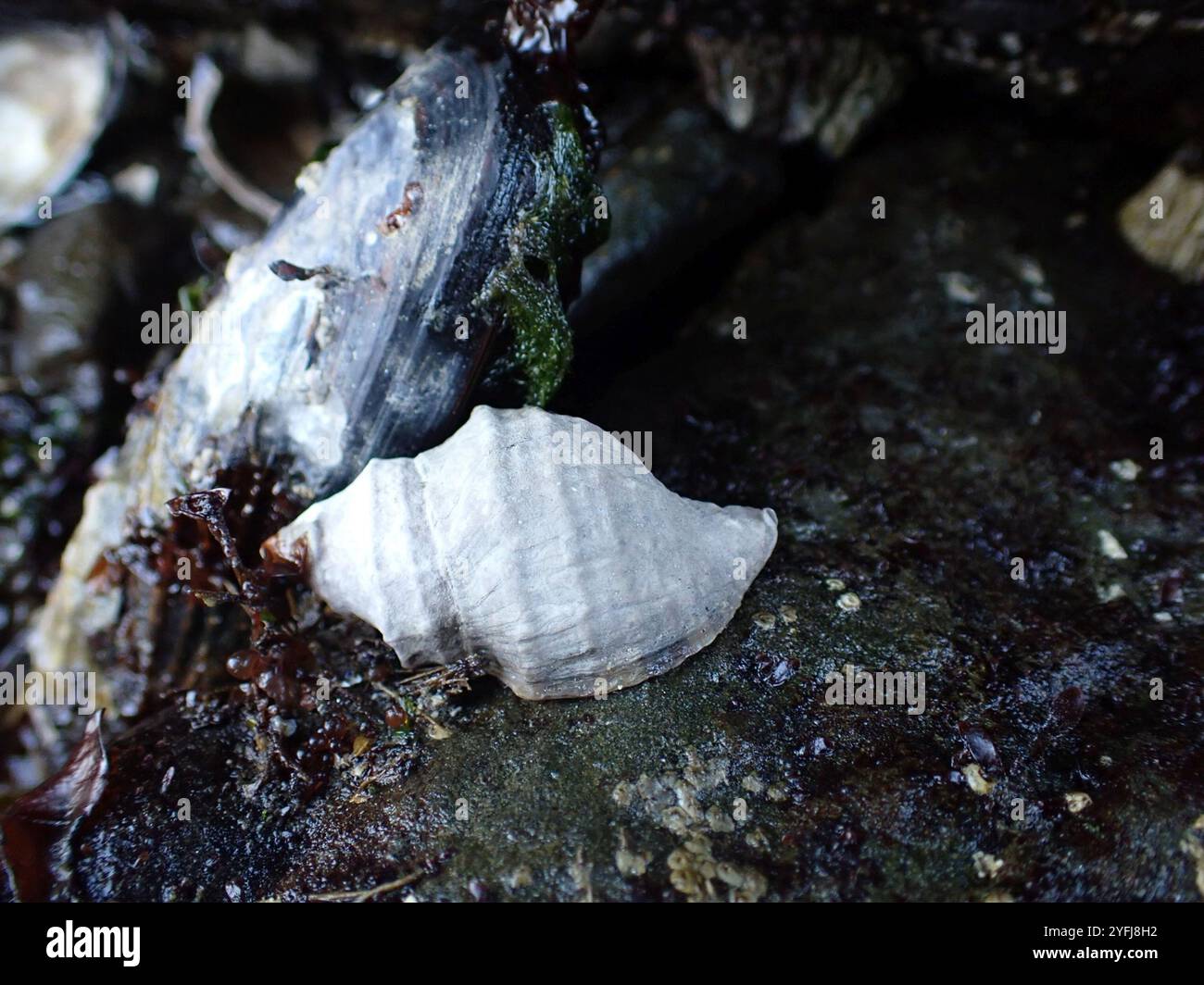 Frilled dogwinkle hi-res stock photography and images - Alamy