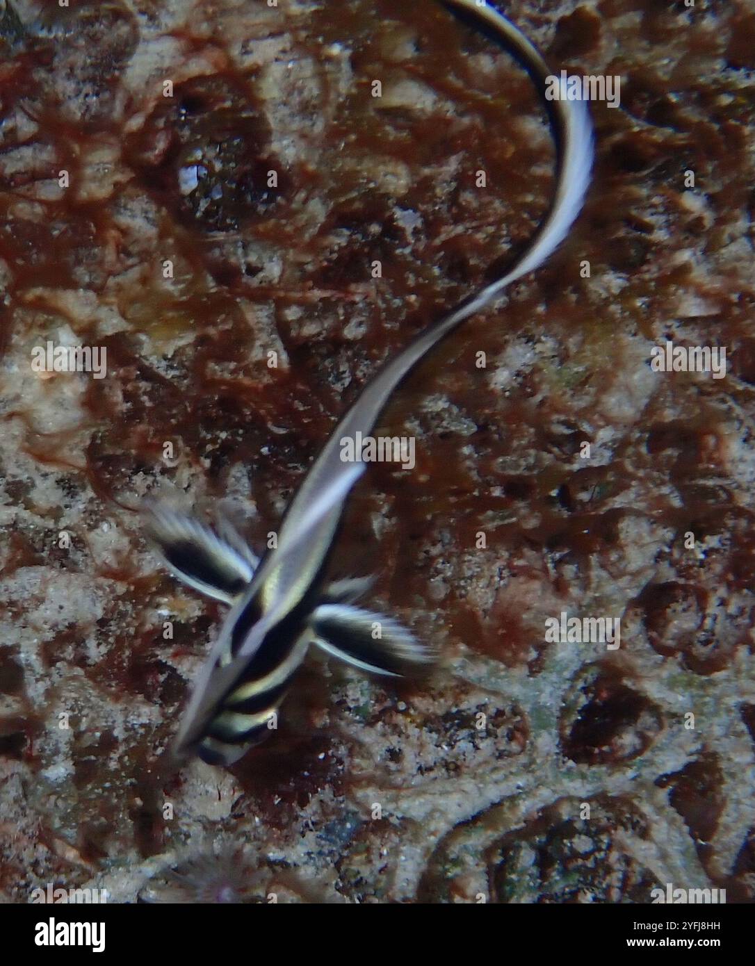 Spotted Drum (Eques punctatus Stock Photo - Alamy