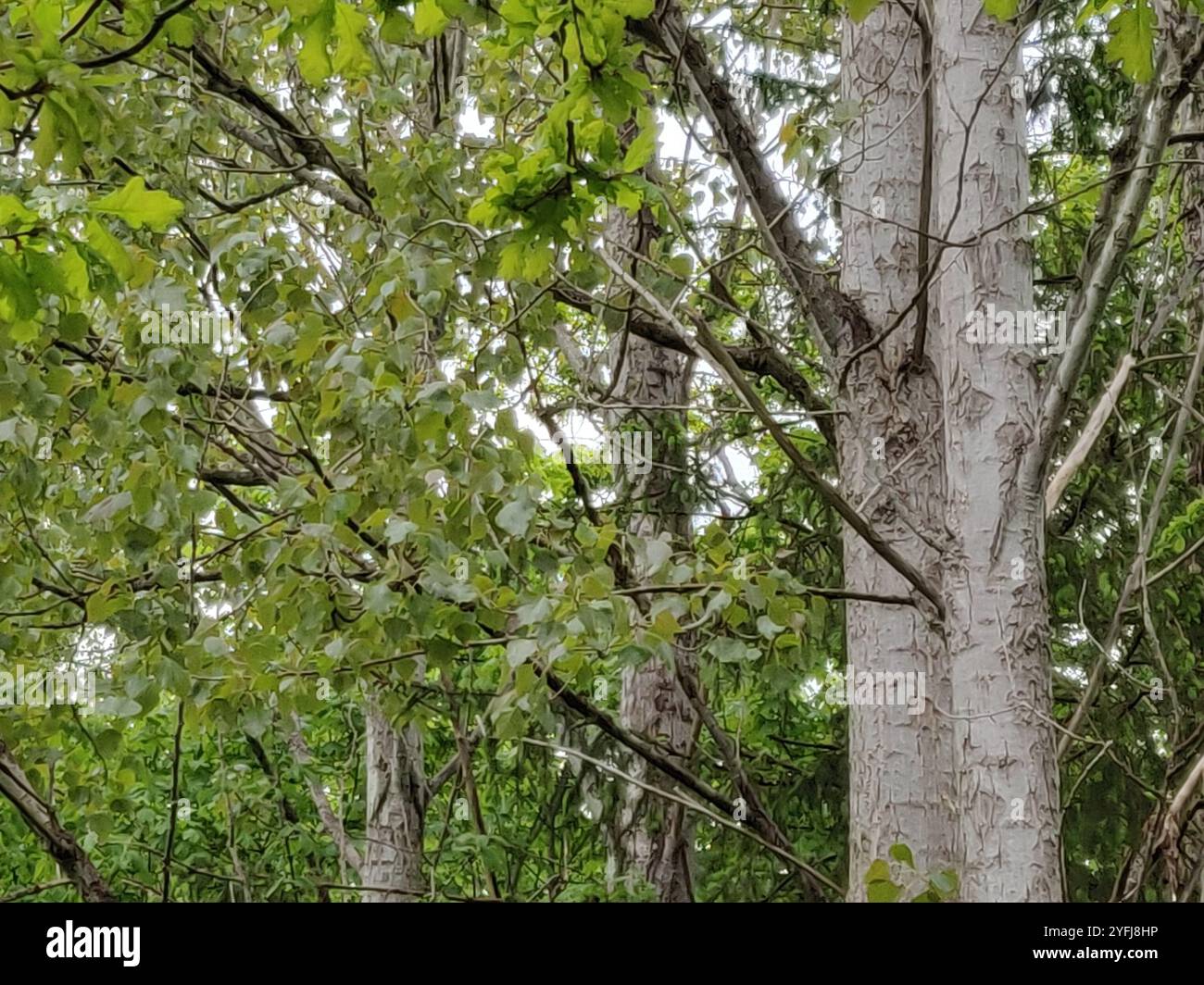 European aspen (Populus tremula Stock Photo - Alamy