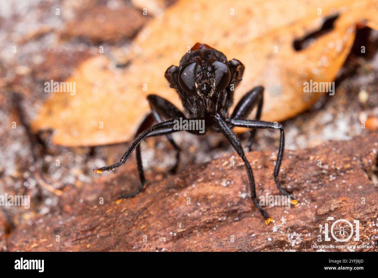 Clubbed Mydas Fly (Mydas clavatus Stock Photo - Alamy