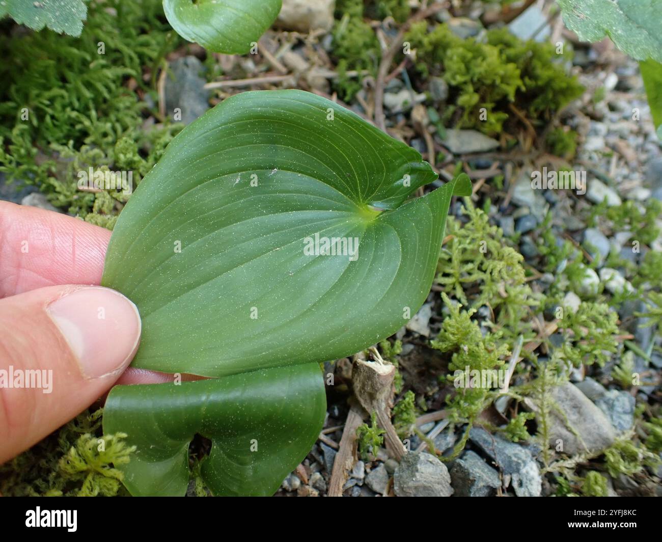 Western Lily of the Valley (Maianthemum dilatatum Stock Photo - Alamy