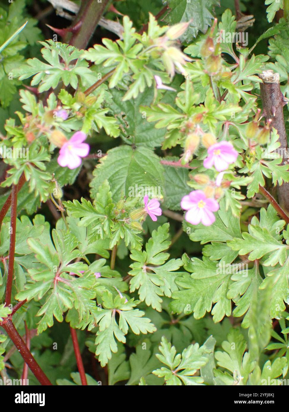 Little robin geranium purpureum hi-res stock photography and images - Alamy