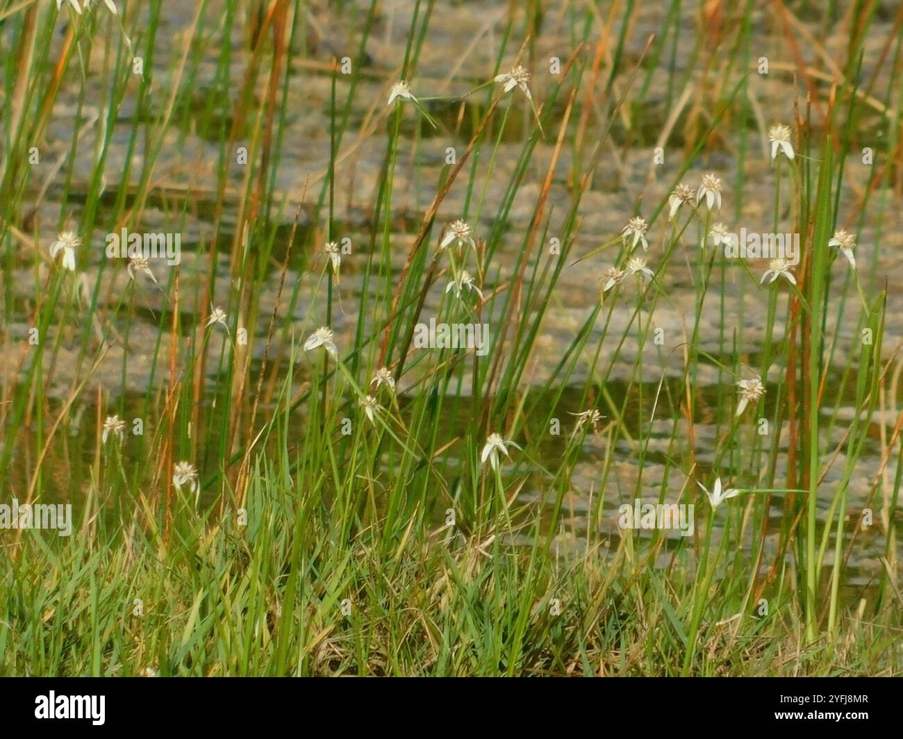 whitetop sedge (Rhynchospora colorata Stock Photo - Alamy