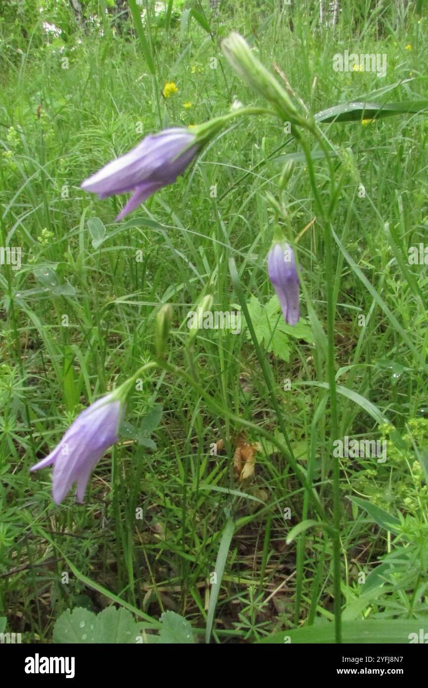 Spreading Bellflower (Campanula patula Stock Photo - Alamy