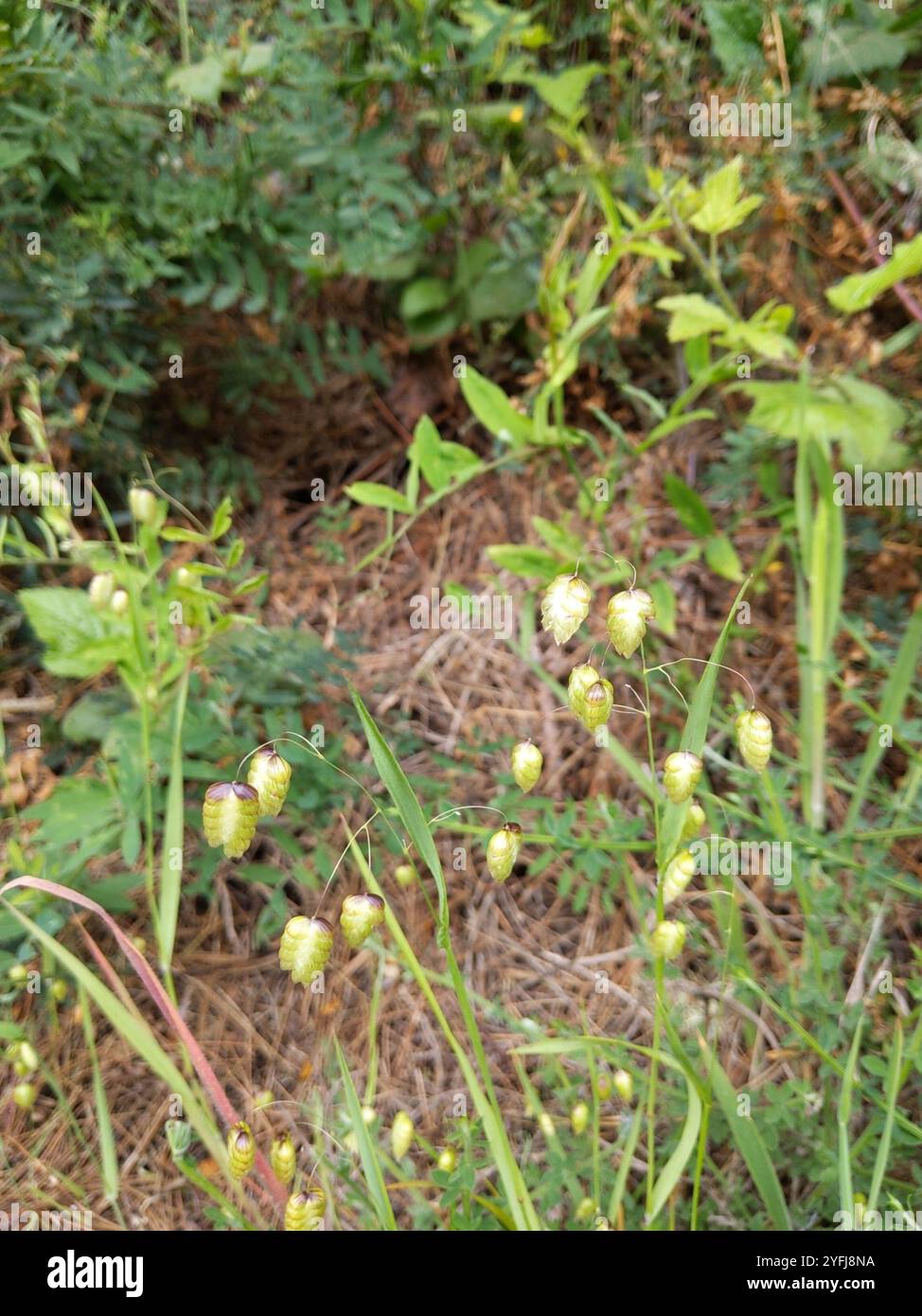 Greater Quaking Grass (Briza maxima Stock Photo - Alamy