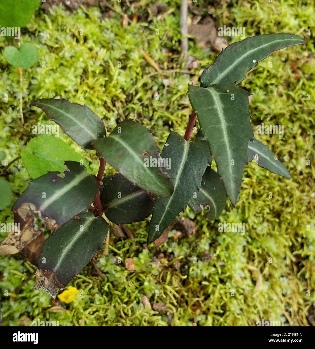 striped wintergreen (Chimaphila maculata Stock Photo - Alamy