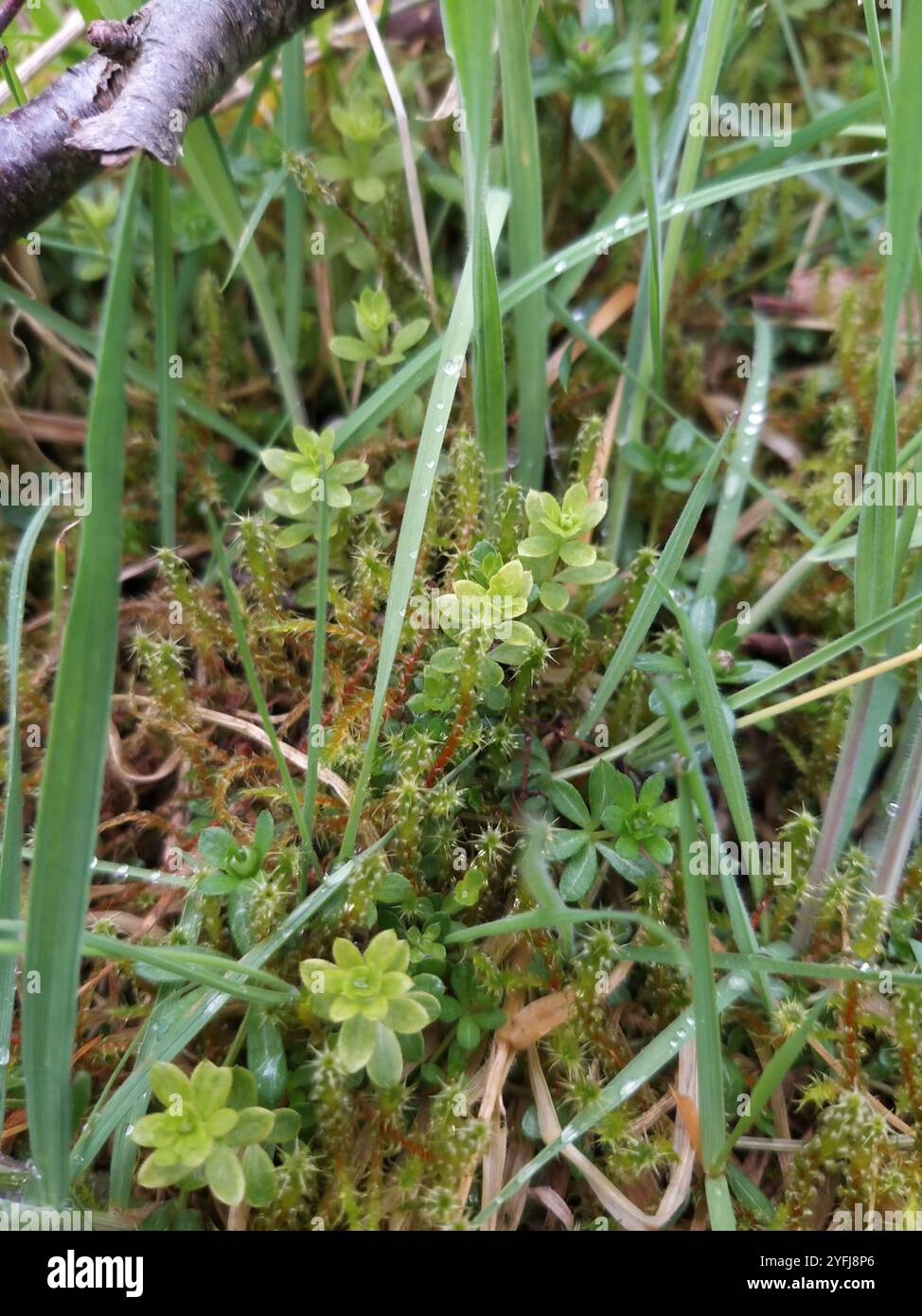 Heath Bedstraw (Galium saxatile Stock Photo - Alamy