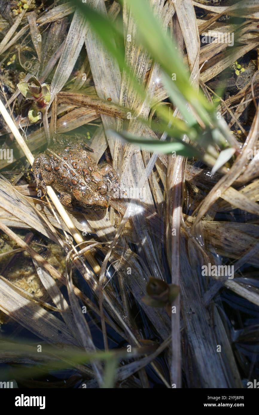 Western Toad (Anaxyrus boreas Stock Photo - Alamy