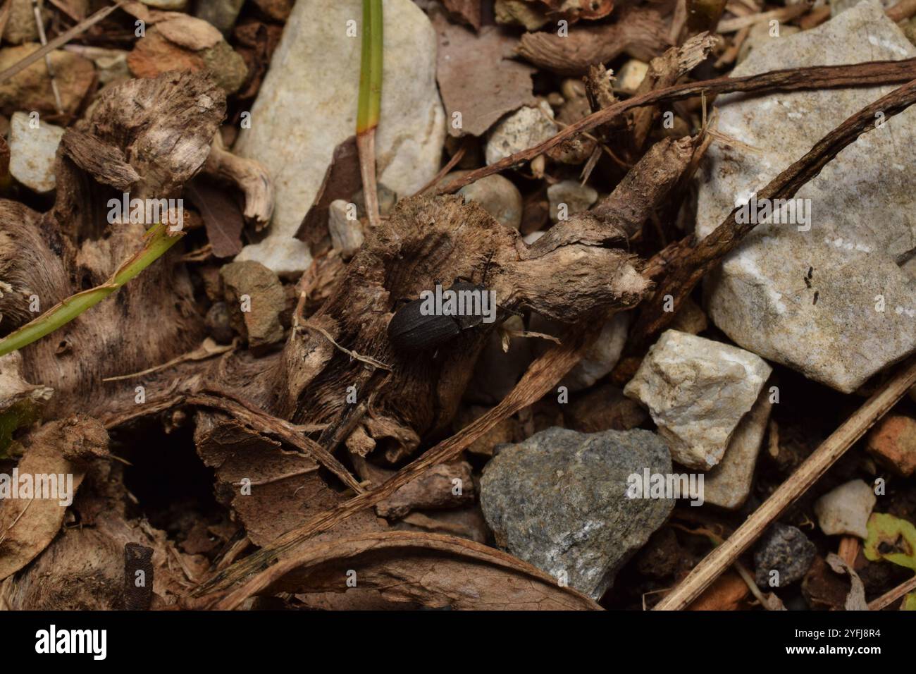 Gonocephalum hi-res stock photography and images - Alamy
