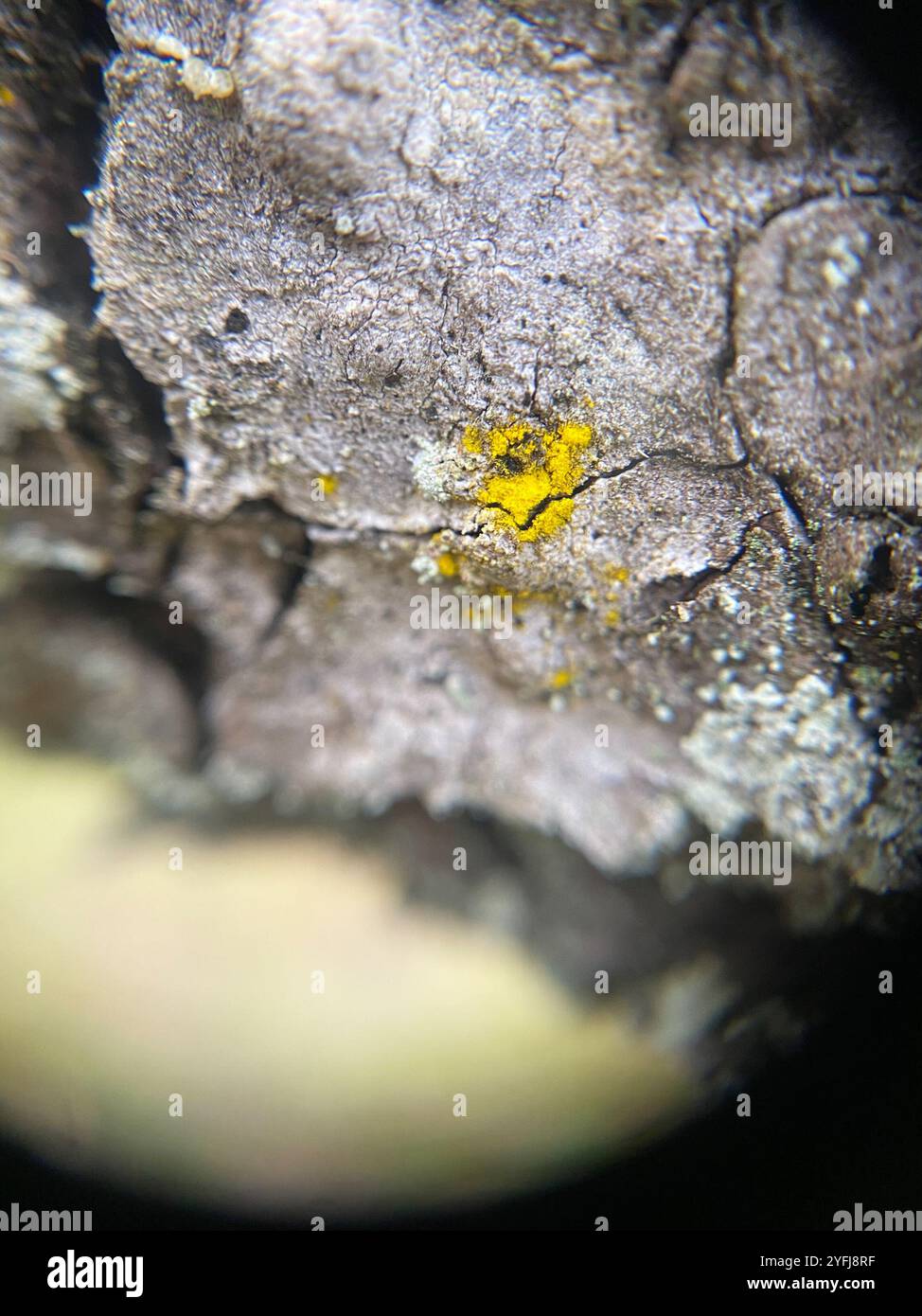 Candelaris hi-res stock photography and images - Alamy